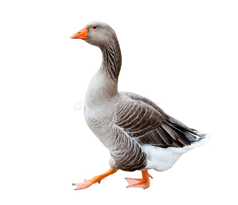 A grey goose stock image. Image of full, goose, bird - 50609235