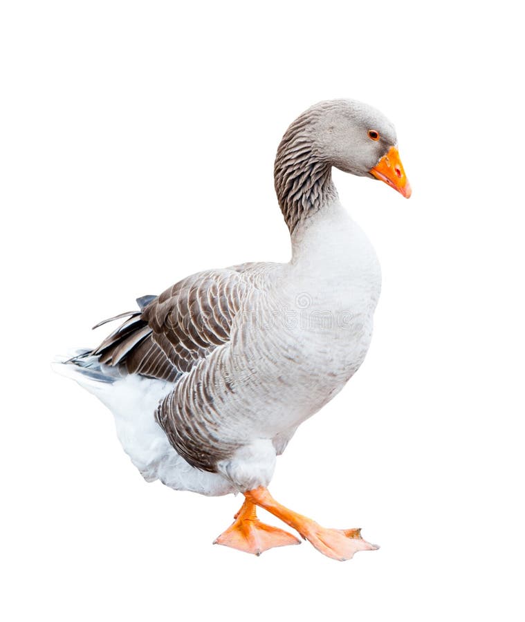 179 Sad Goose Stock Photos - Free & Royalty-Free Stock Photos from ...