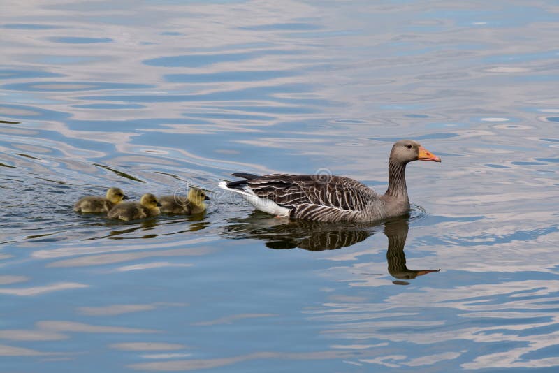 Grey goose stock image. Image of beak, cute, lake, baby - 39813499