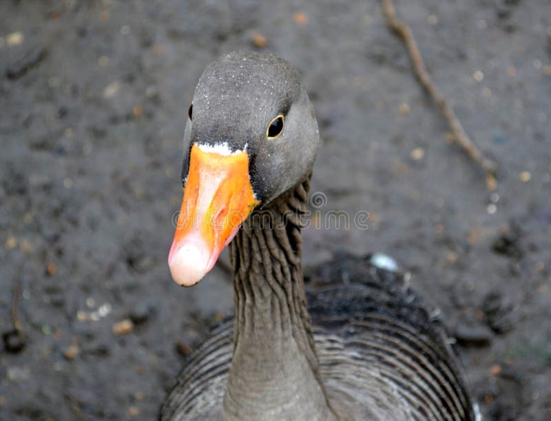 Grey goose portrait stock photo. Image of bird, outdoors - 37434636