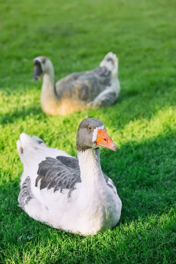 Grey goose stock image. Image of beautiful, goose, farm - 77811511