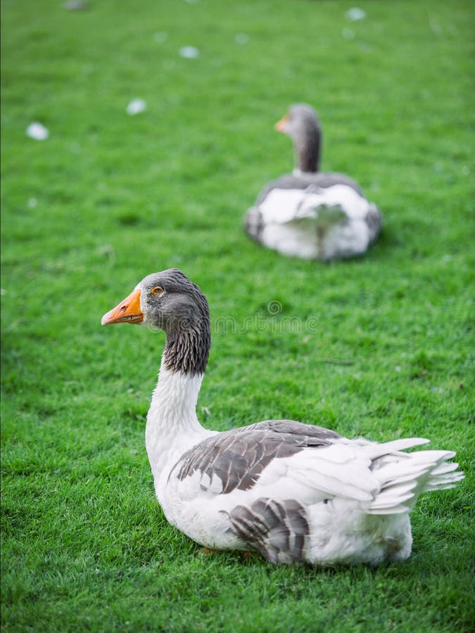 Grey leg goose family stock photo. Image of golden, water - 108972004