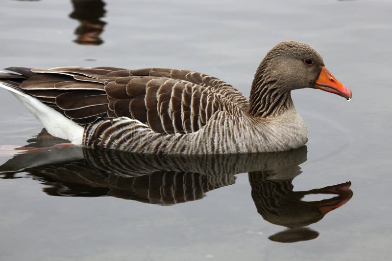 Goose Swimming at a Farmyard Stock Image - Image of farm, animals: 55517045