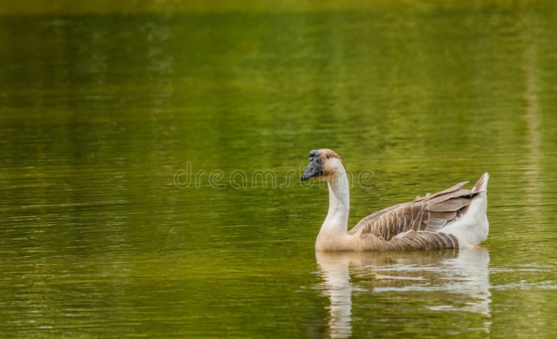 Goose swimming in a pond stock photo. Image of pond, wildlife - 63943448