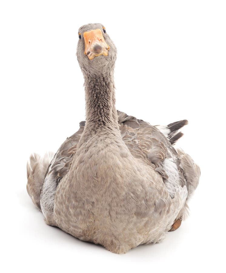 Grey goose. stock photo. Image of grey, farm, waterfowl - 58169620