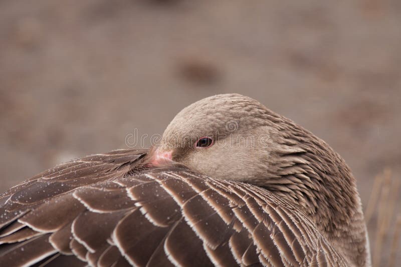 Grey goose stock photo. Image of fowling, portrait, colorful - 53160152