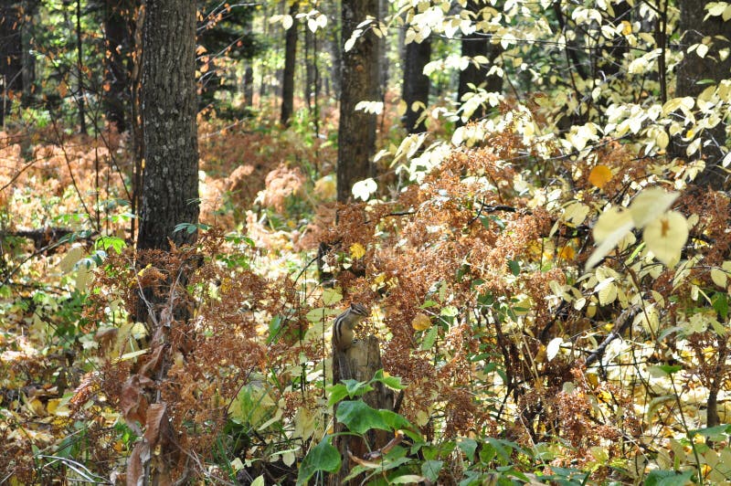Grey Gopher on the Tree in the Forest Stock Photo - Image of vegetation ...