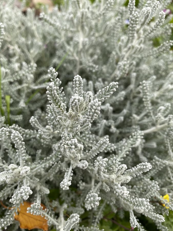 Grey Grass Separated by Many Branches. Stock Image - Image of yard ...