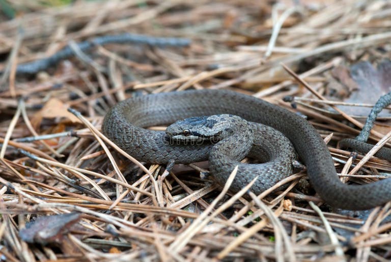 Grey Grass-snake stock photo. Image of innocuous, litter - 7987724
