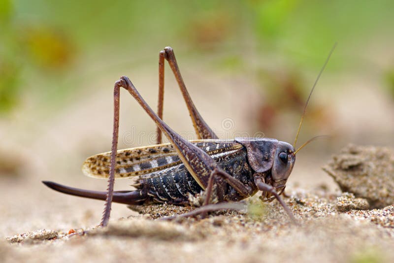 The grey grasshopper stock image. Image of wild, decticus - 194817991