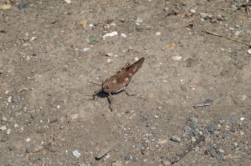 Grey Grasshopper on the Ground Stock Image - Image of natural ...
