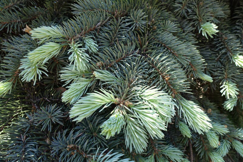 Grey-green Foliage of White Spruce in Spring Stock Photo - Image of ...