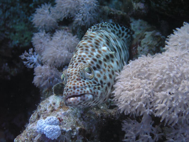 Grey Grouper stock image. Image of hardcoral, aquatic - 3851485