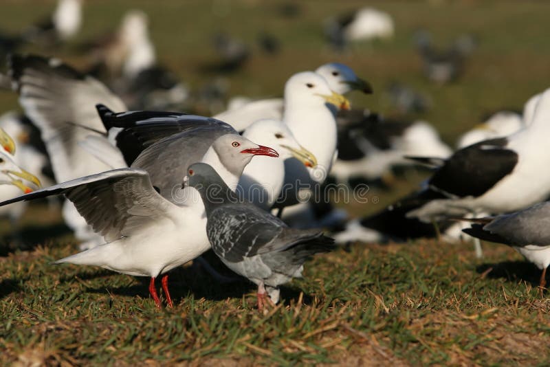 Grey Gull and Western Gulls Stock Photo - Image of wildlife, outdoors ...