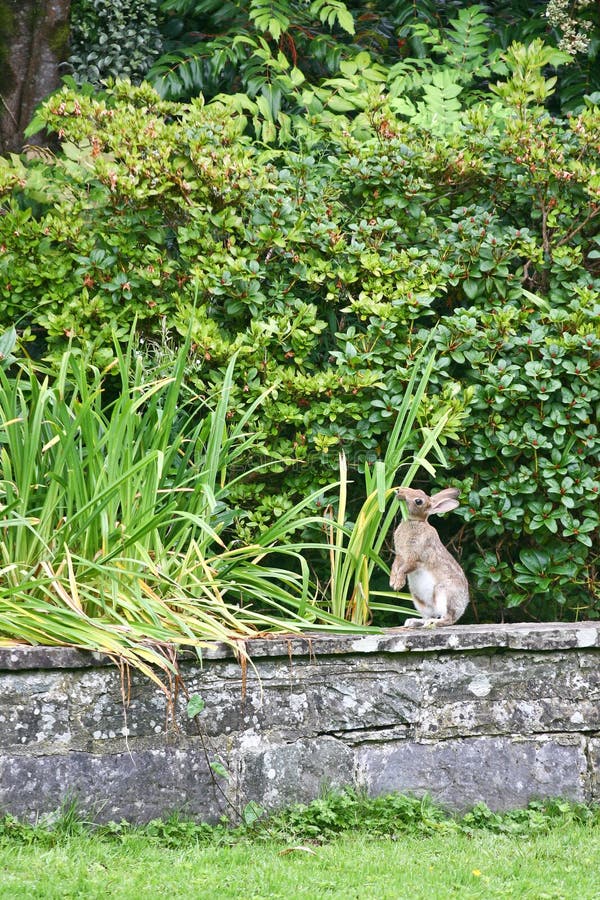 Wild Rabbit Eating Grass on a Stone Wall, Ireland Stock Image - Image ...