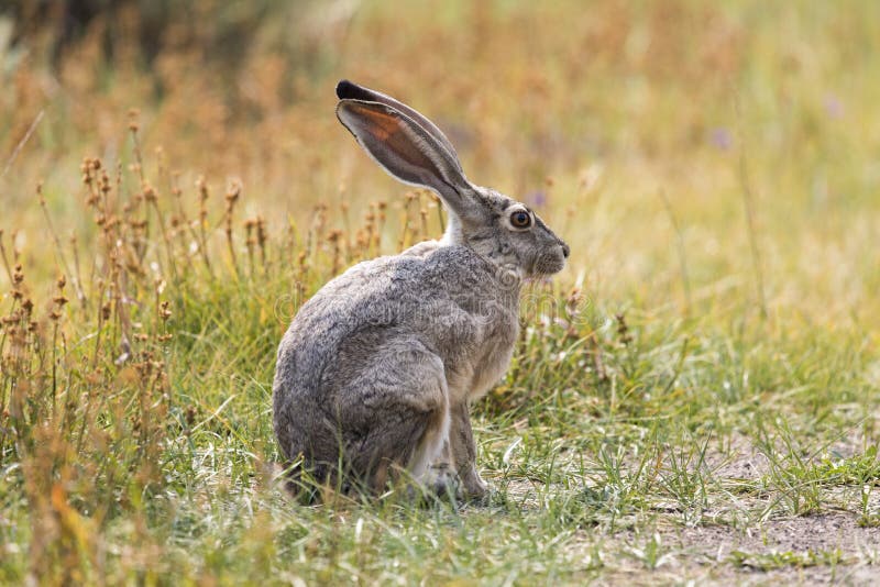 Grey Hare stock photo. Image of eating, cautious, alert - 99642426