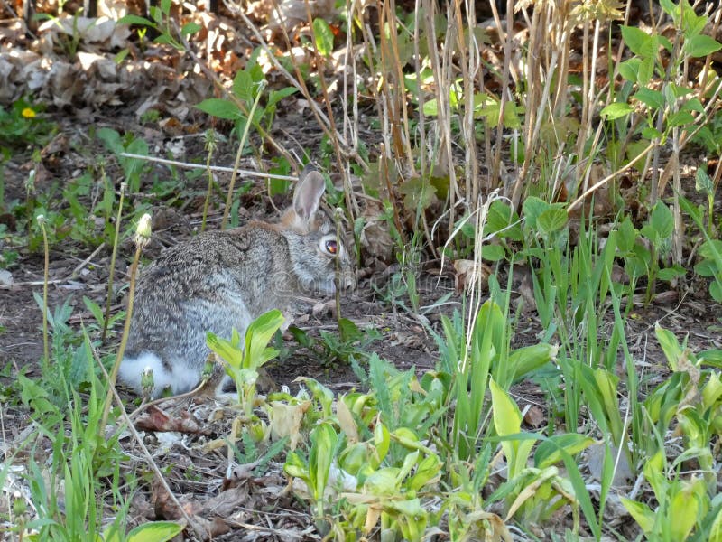Grey Hare stock photo. Image of eating, cautious, alert - 99642426