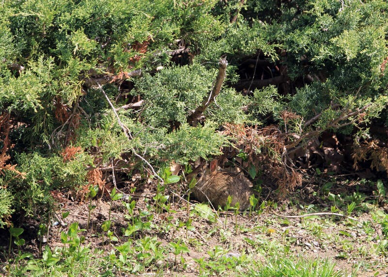 Hare under Bush stock image. Image of bush, grass, outdoor - 320976915