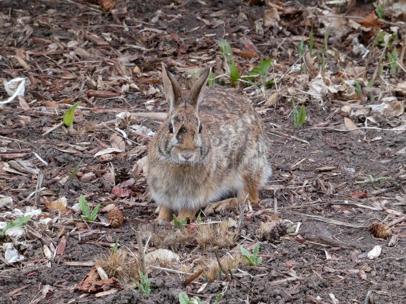Grey hare running stock photo. Image of bunny, rodent - 12387478