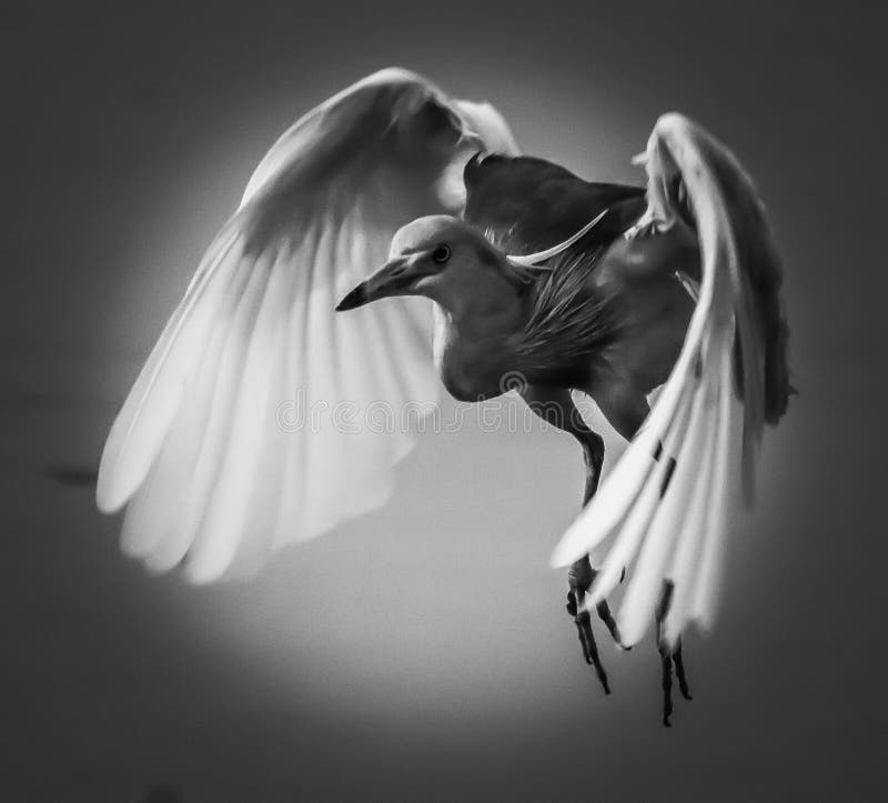 Grey Haroon stock image. Image of birds, flying, haroon - 148200903