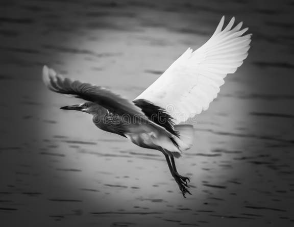 Grey Haroon stock photo. Image of grey, flight, white - 148200884