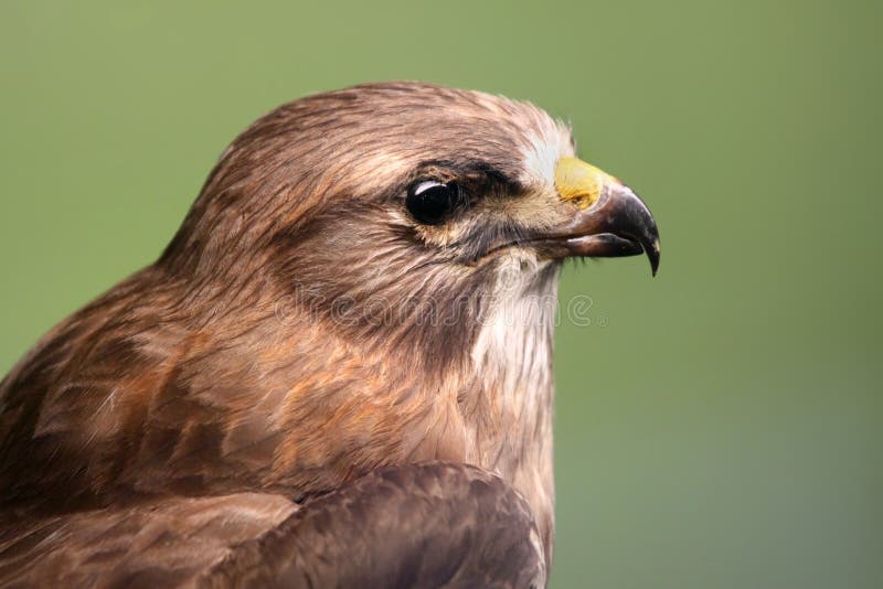 Grey Hawk stock image. Image of prey, gray, orange, sparrowhawk - 30800947