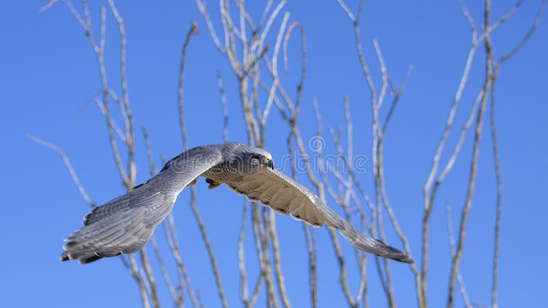 Gray Hawk stock photo. Image of blue, animal, falcon - 37266426