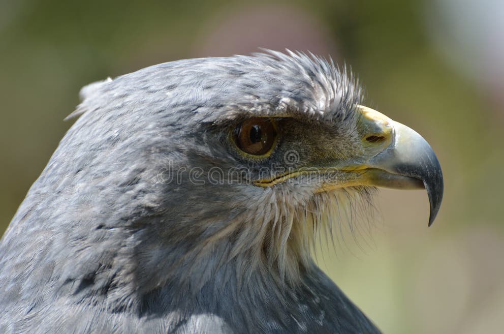 Grey Hawk head stock image. Image of animal, close, hunter - 25700425