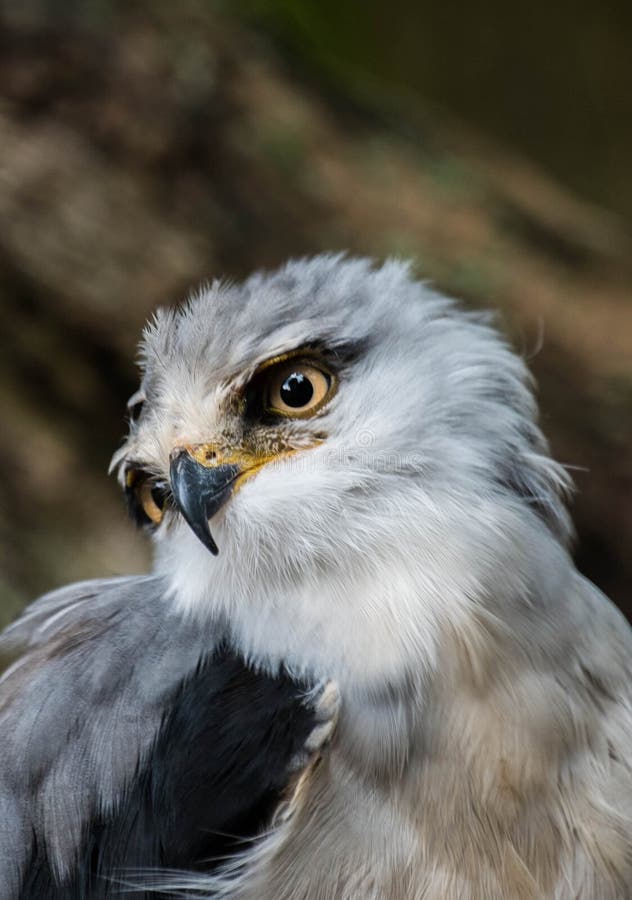 Grey hawk stock photo. Image of buzzard, france, flying - 56364386