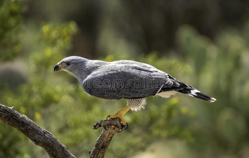 Grey Hawk Perched on Branch Profile View Green Background Stock Image ...