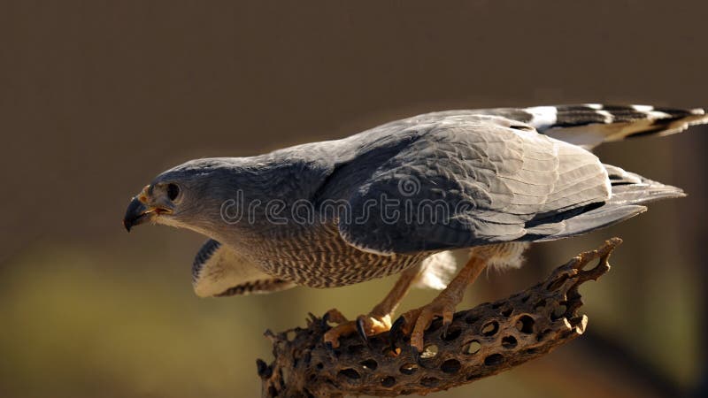 Grey Hawk Takeoff stock image. Image of hawk, detail - 109033647