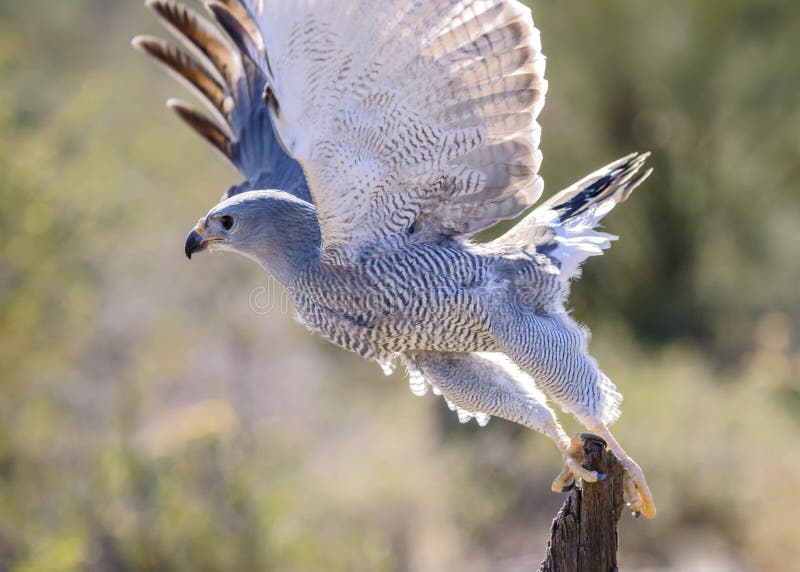 Gray Hawk stock photo. Image of blue, animal, falcon - 37266426