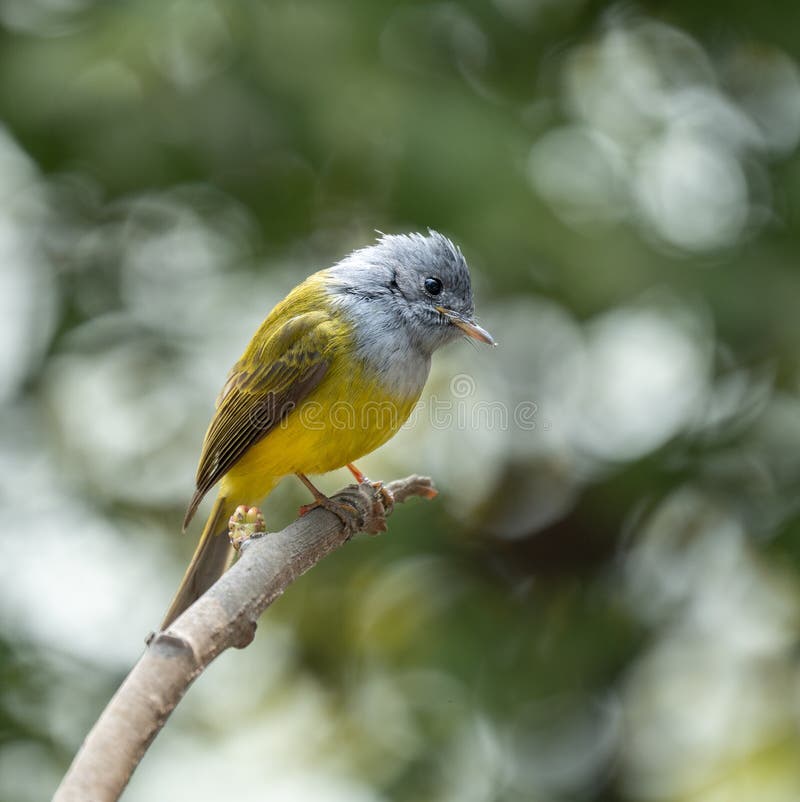 A Bird is Perched on a Tree Branch in the Forest Stock Photo - Image of ...