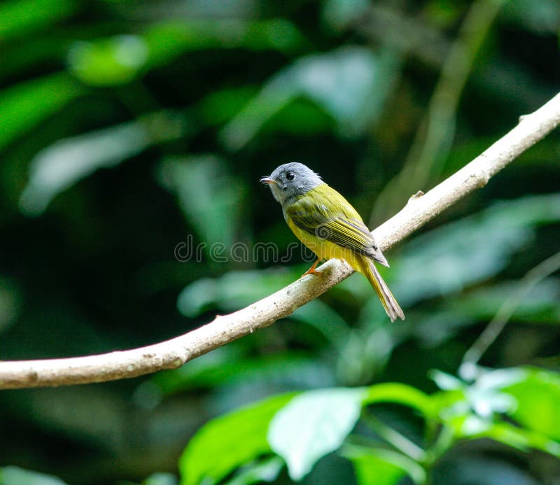 Grey-headed Canary-flycatcher (Culicicapa Ceylonensis) in Nature Stock ...