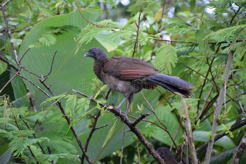 Grey-headed Chachalaca, La Fortuna, Costa Rica Stock Image - Image of ...