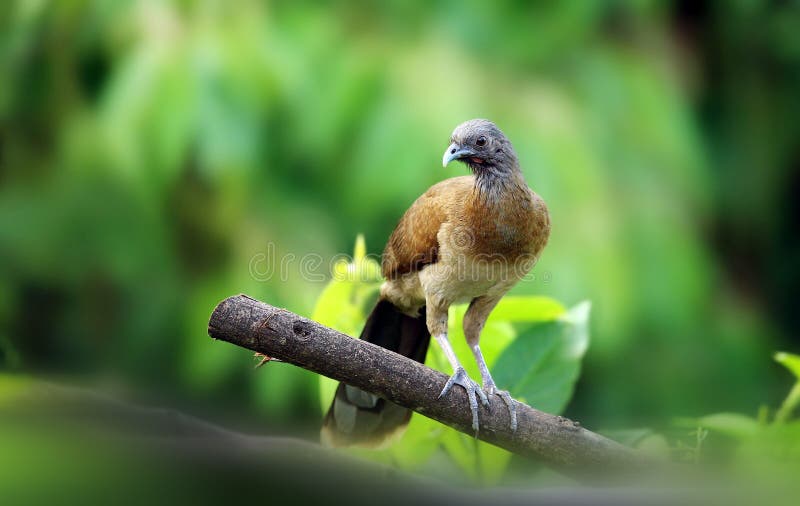 Chachalaca Looks Stock Photos - Free & Royalty-Free Stock Photos from ...