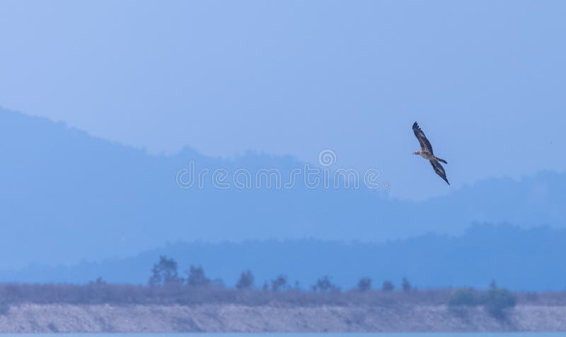 Grey-headed Fish Eagle Flying Stock Photo - Image of blue, colorful ...
