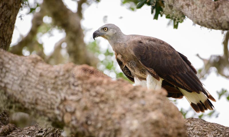 Grey-headed Fish Eagle Perch on a Tree Close-up Side View Shot at Yala ...