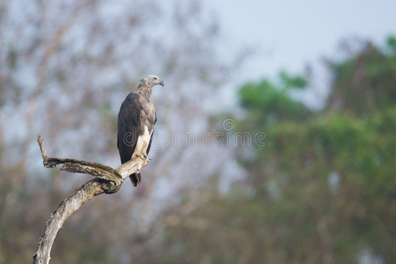 Grey Headed Fish Eagle Perching Stock Photo - Image of canon, climate ...