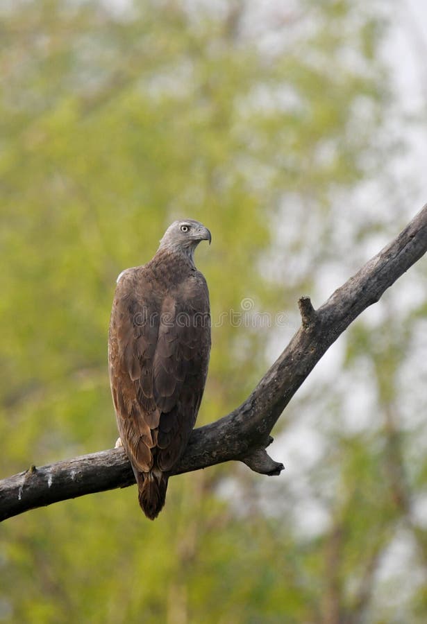 Grey Headed Fish Eagle Waiting To Hunt at Chitwan, Nepal Stock Image ...