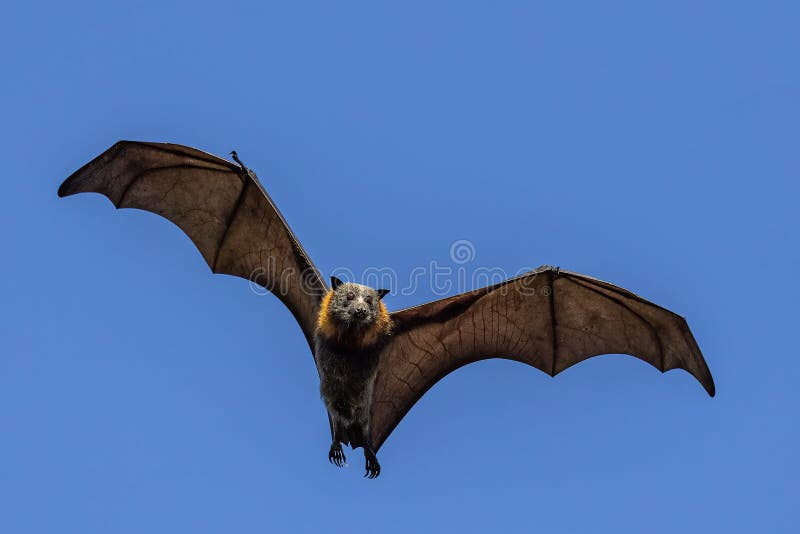 Grey-headed Flying Fox stock photo. Image of nature - 273903520