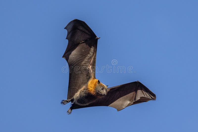 Grey-headed Flying Fox stock photo. Image of headed - 282720800
