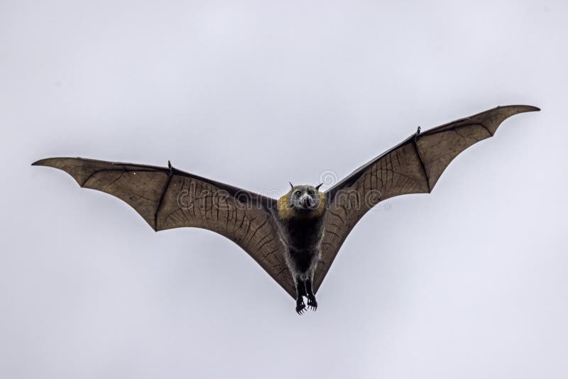 Grey-headed Flying Fox stock photo. Image of australia - 340769746
