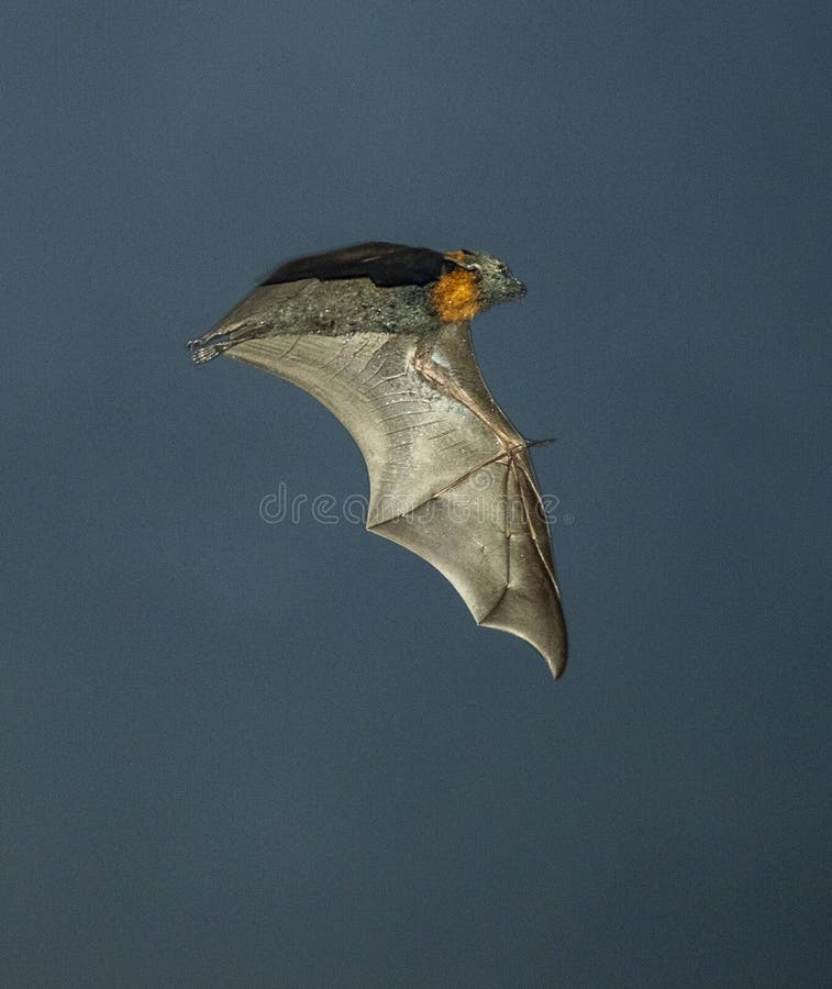 Grey headed flying fox. stock image. Image of wing, wildlife - 272014297
