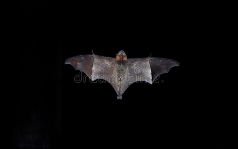 Grey headed flying fox . stock image. Image of grey - 273081243