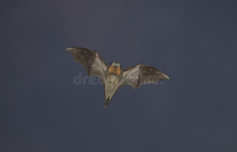 Grey Headed Flying Fox Bats. Stock Image - Image of animals, night ...