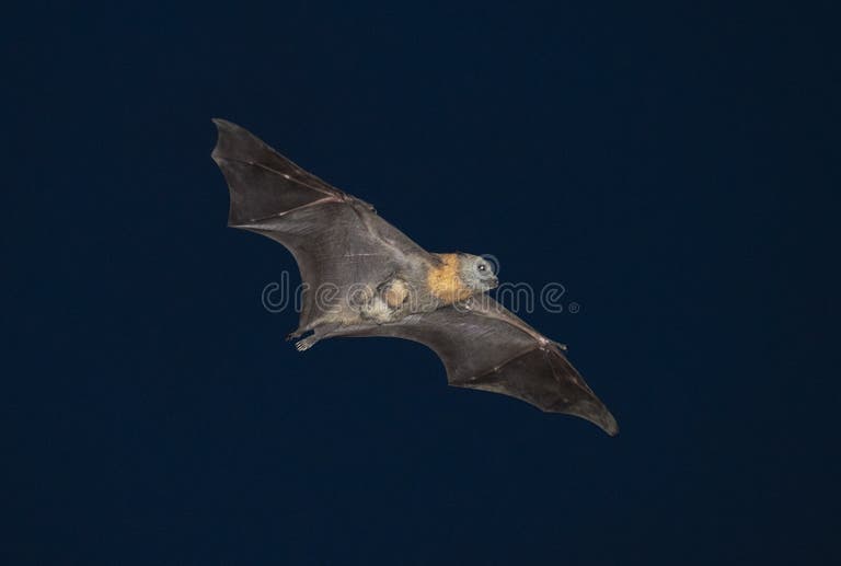 Grey Headed Flying Fox Bats. Stock Image - Image of australia, wing ...