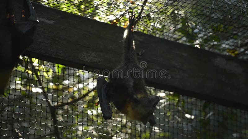 Grey-headed Flying Fox Bats Stock Video - Video of mammal, nature ...