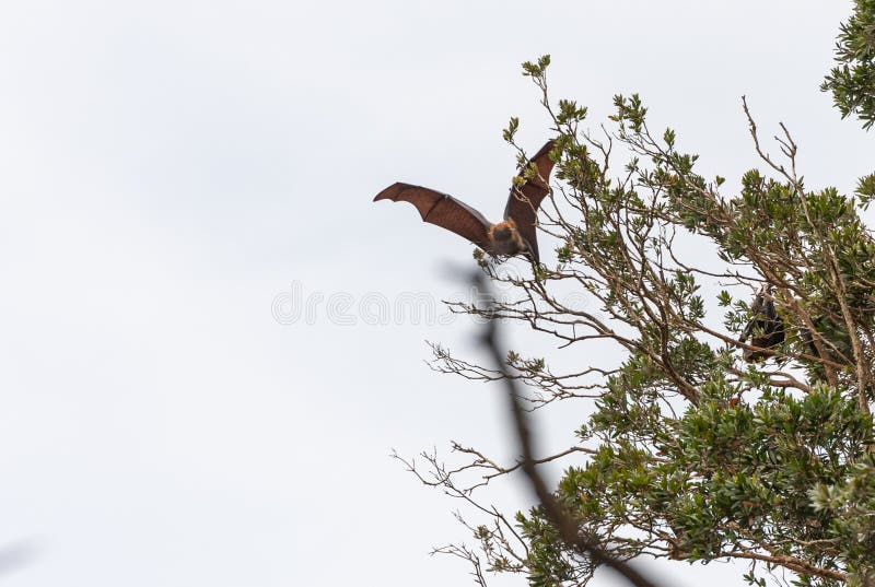 Grey-headed Flying Fox in Flight, Park in Sydney Stock Image - Image of ...