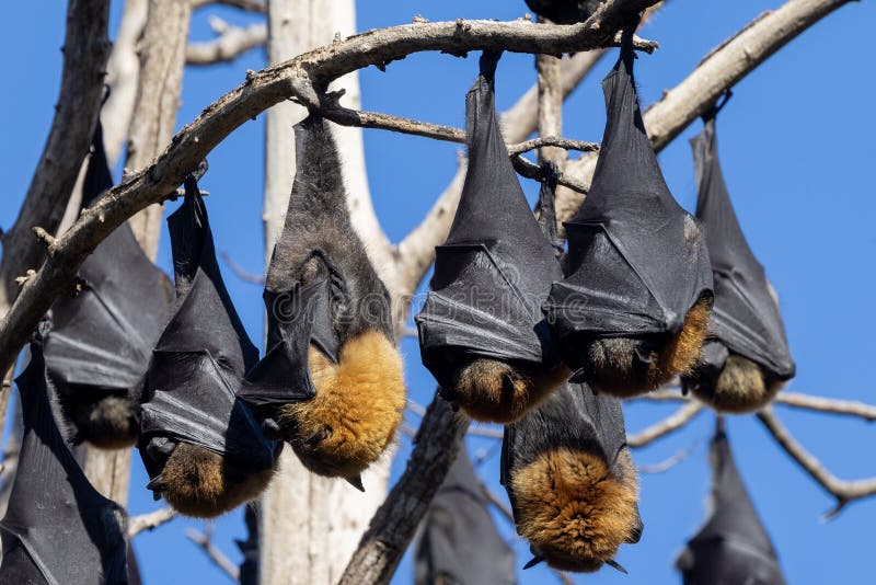 Grey-headed Flying Fox stock image. Image of australia - 253772619